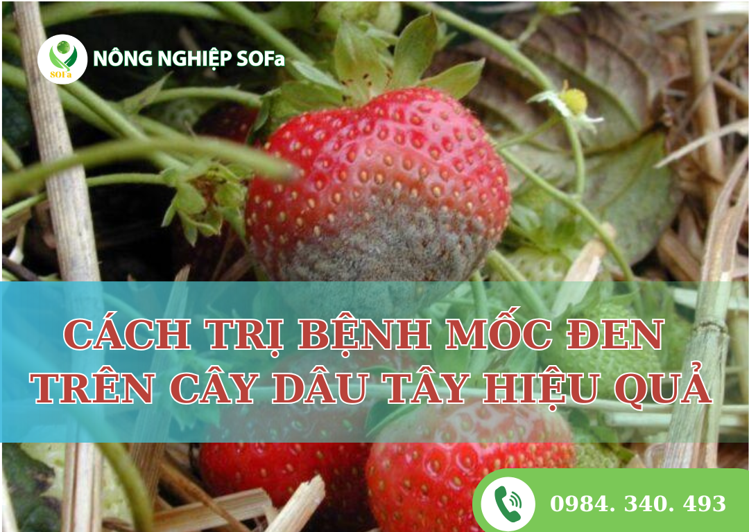 Bệnh mốc đen trên cây dâu tây