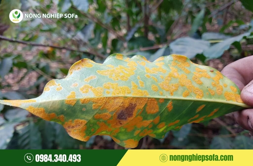 BỆNH RỈ SẮT CÀ PHÊ: NGUYÊN NHÂN, TRIỆU CHỨNG VÀ CÁCH PHÒNG TRỪ HIỆU QUẢ ...